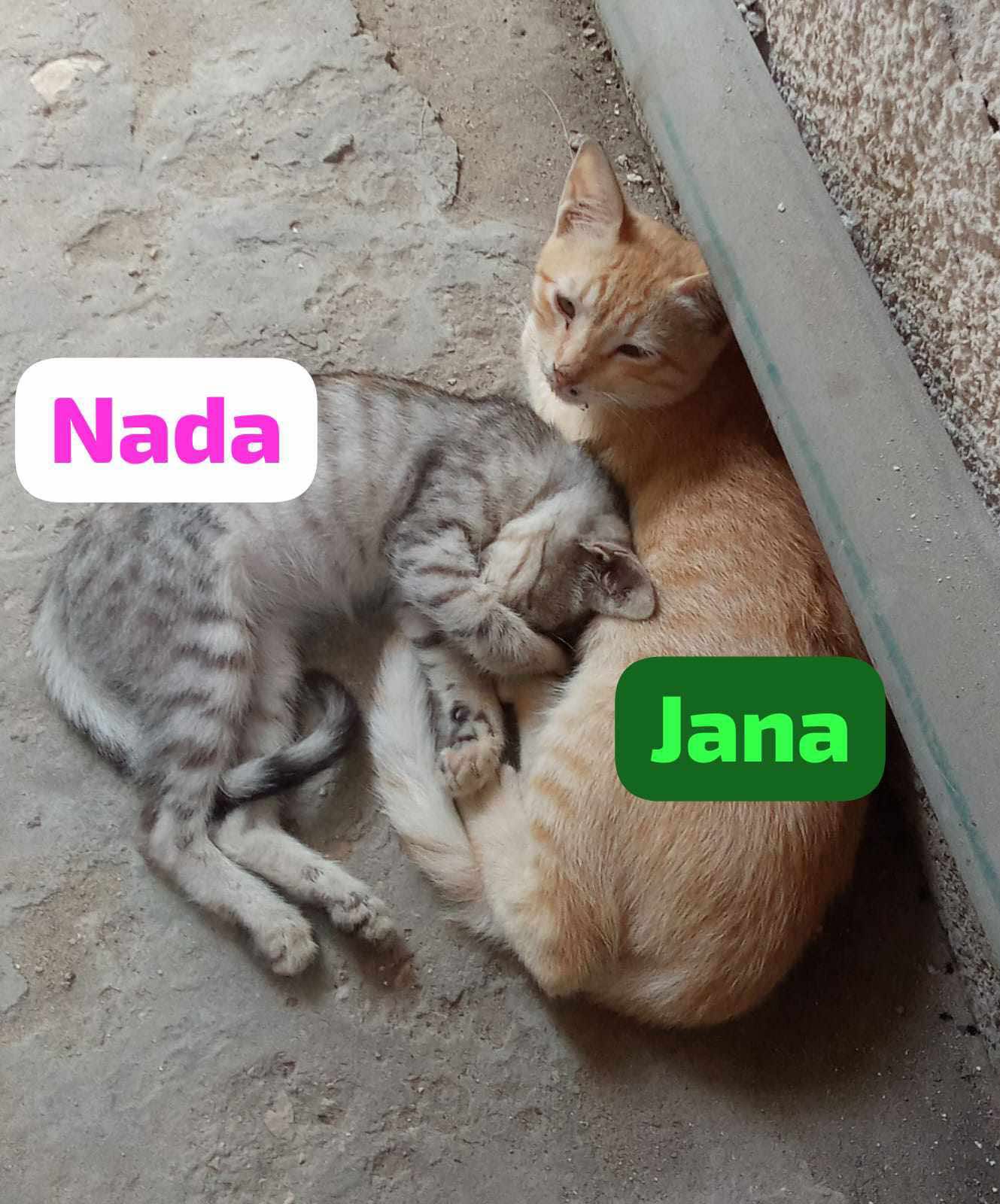 Glimpses of Gaza – The Cats of Gaza – Eros Salvatore